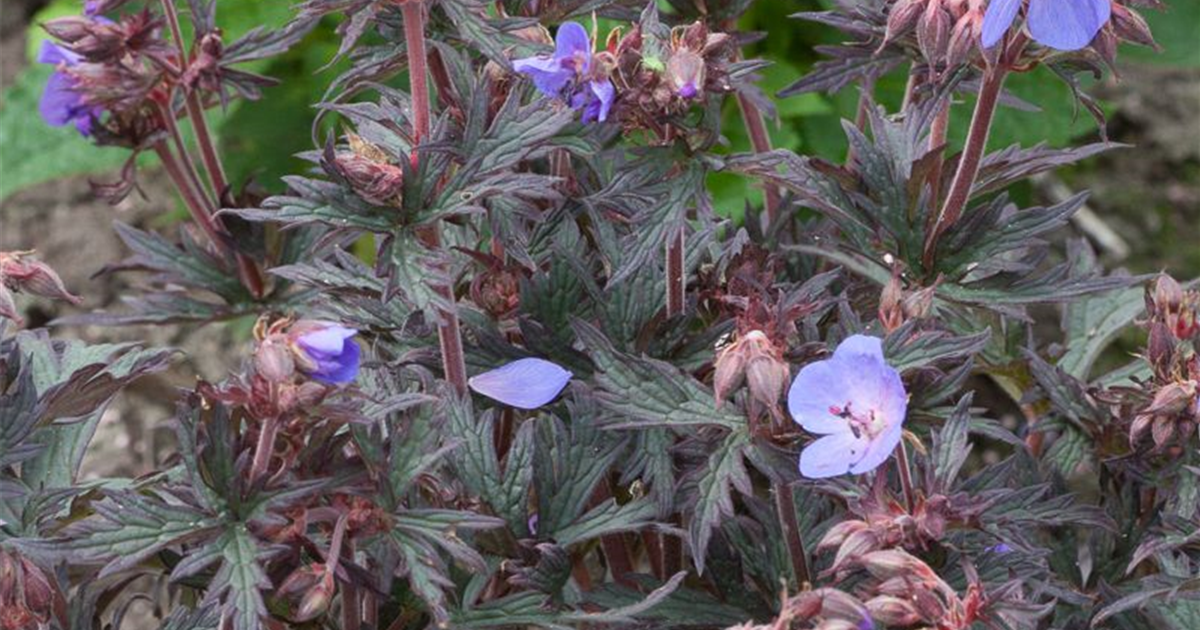 Geranium pratense 'Hocus Pocus', Wiesen-Storchschnabel