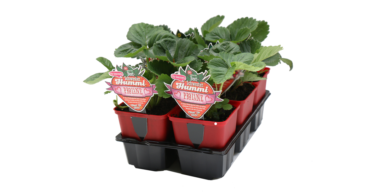 Hummi ® Praline, 6er- & 12er Set, Erdbeere