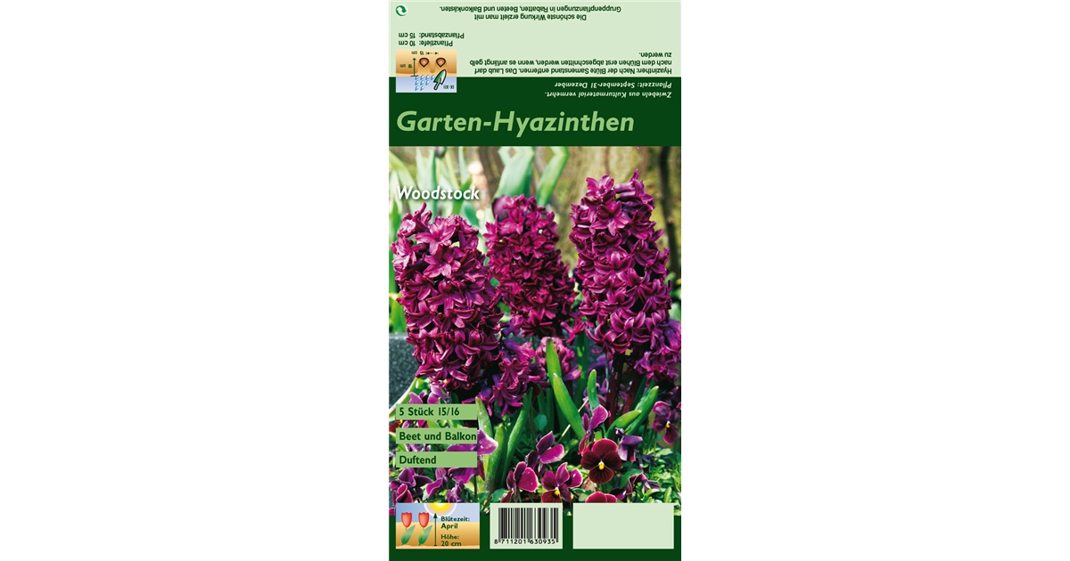Hyazinthe 'Woodstock', Hyacinthus orientalis 'Woodstock'