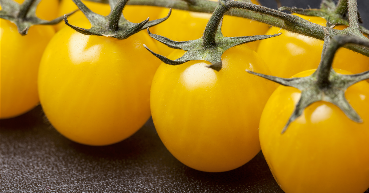Cherrytomate 'Yellow Clementine'