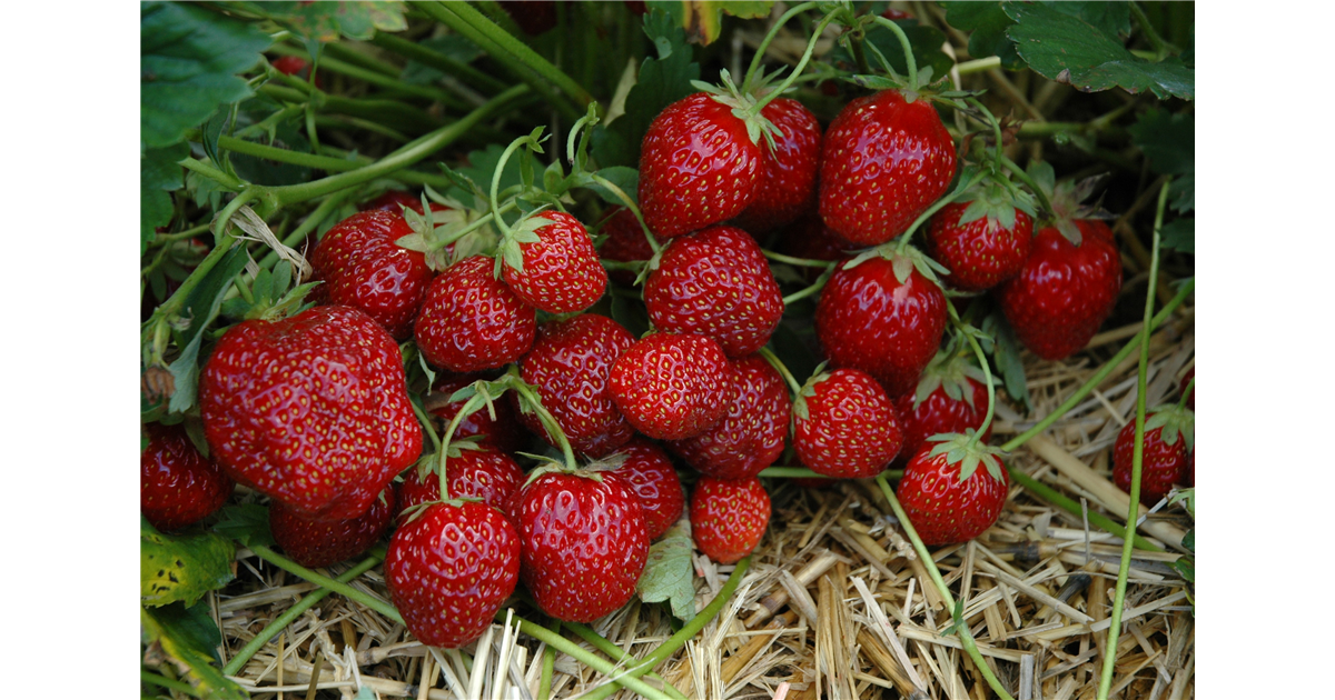 Hummi ® Aroma-Auslese, 6er- & 12er Set